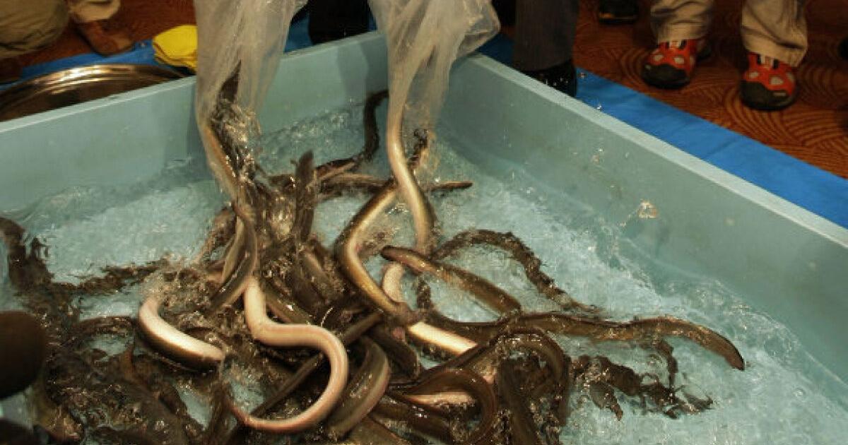 Most young Japanese eels have murky past … and even murkier future