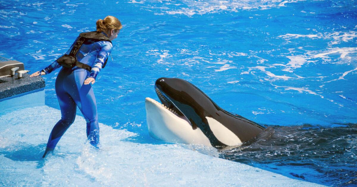 Sea World orca trainers now using safety vests