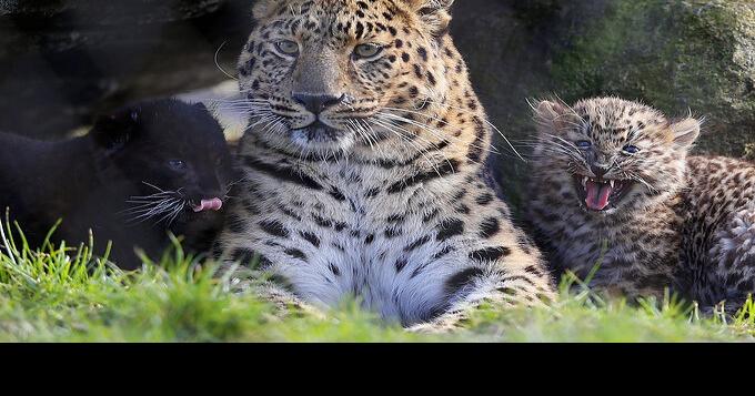 Critically endangered Amur Leopards