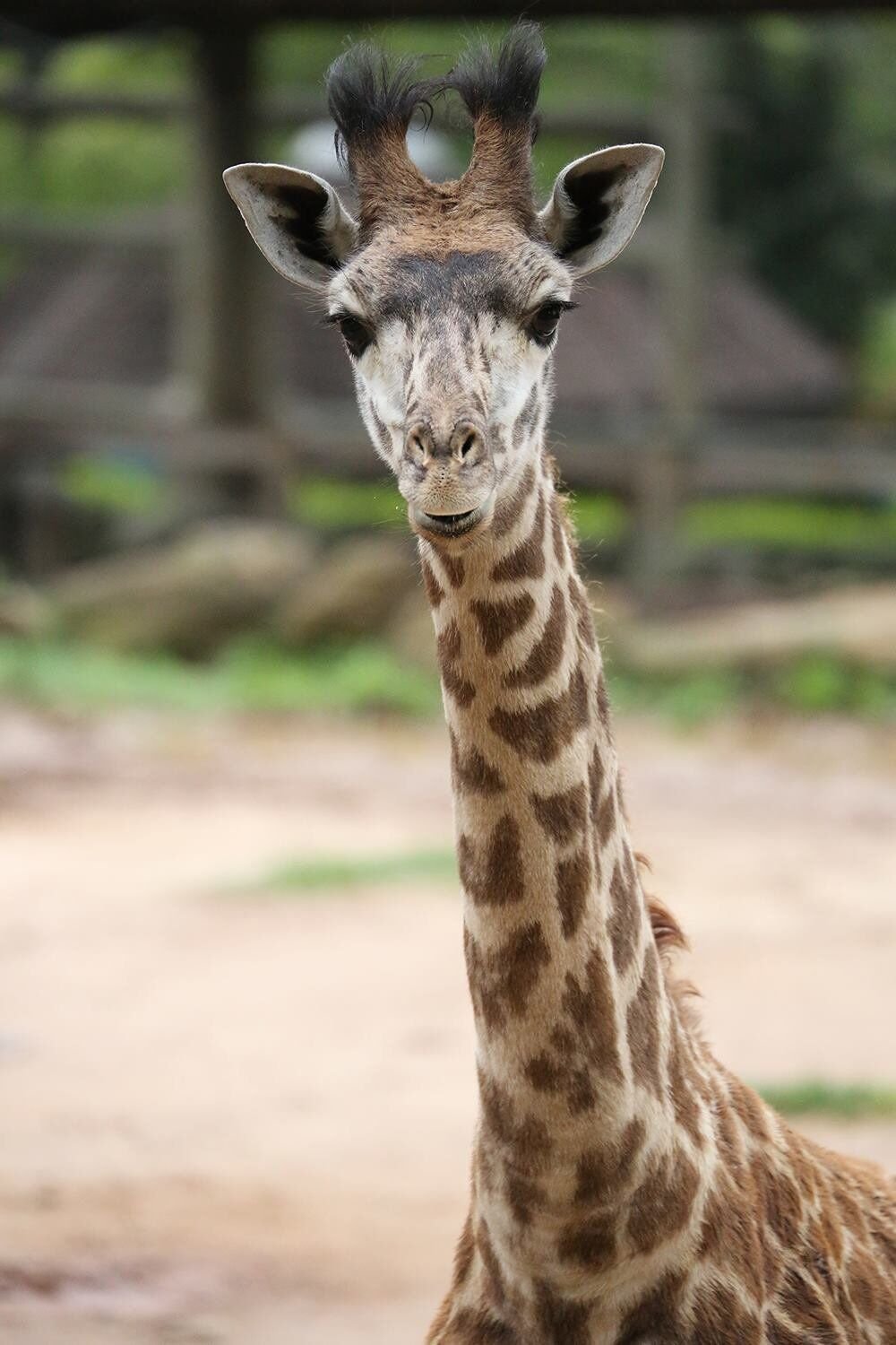 Toronto Zoo announces sudden death of giraffe Kiko