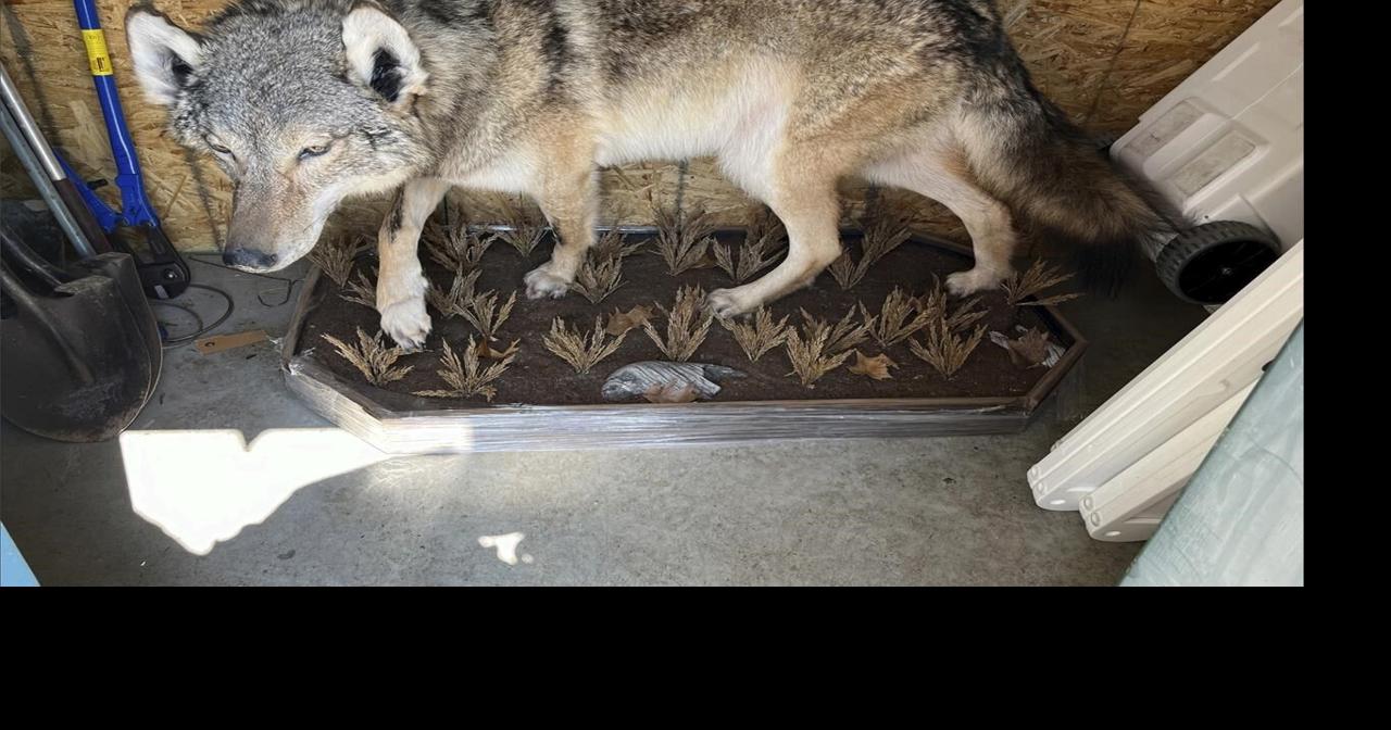 A gray wolf was killed in southern Michigan. Experts remain stumped ...