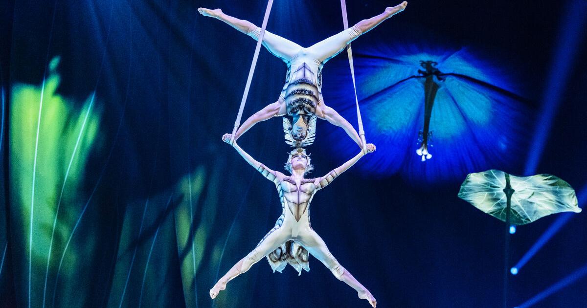 Bringing the cheerful and bustling world of insects to life through jaw ...