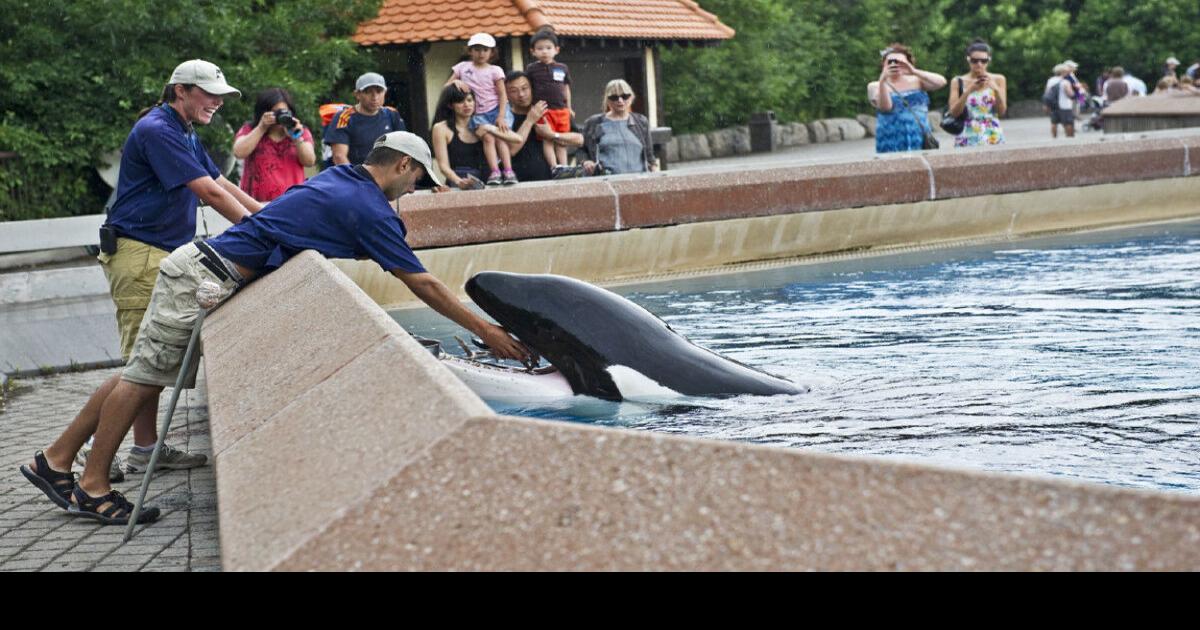Don’t delay in new rules for safety of captive marine mammals: Editorial