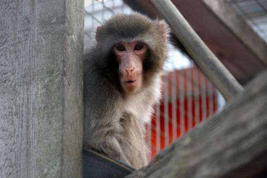 Ikea monkey crowdfunding launched to find him a bigger home