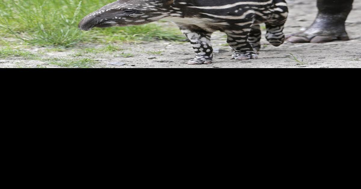 Zoo Shows Off Newest Tapir