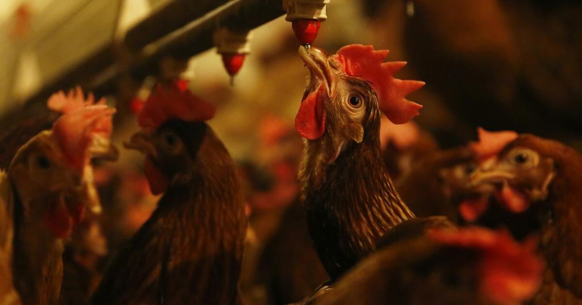 When the fox guards the hen house: Despite promises, egg industry ...