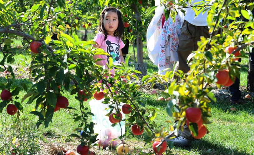 An apple a day keeps the highway really, really busy