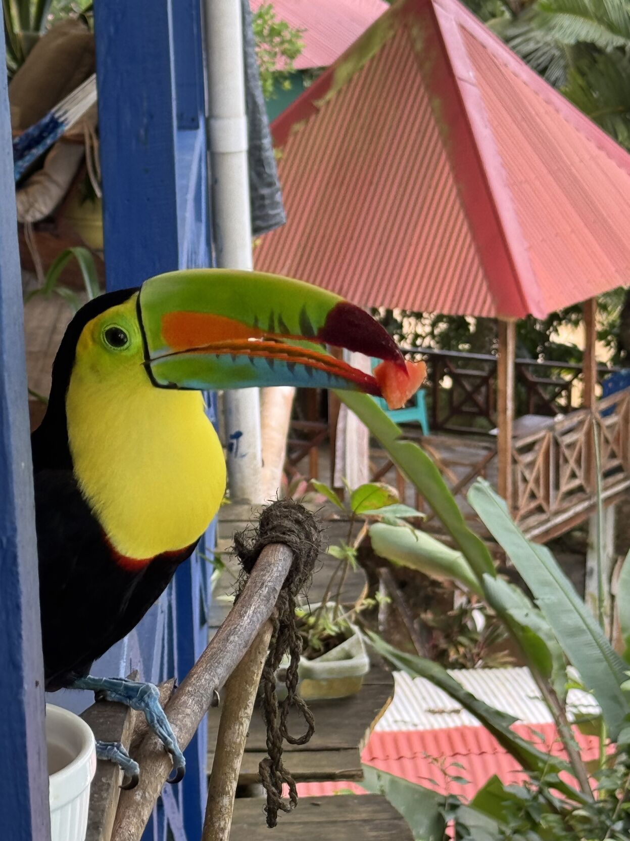 Finding a secret eco-paradise in Bocas del Toro, Panama