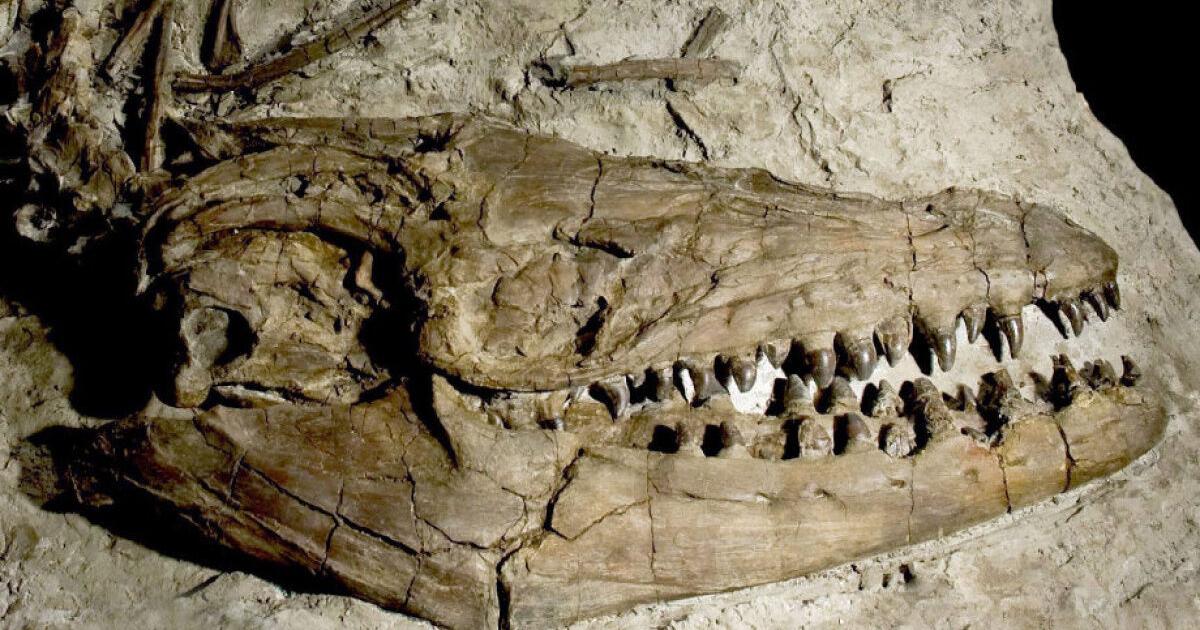 Bruce, a Manitoba mosasaur, swims into Guinness record book