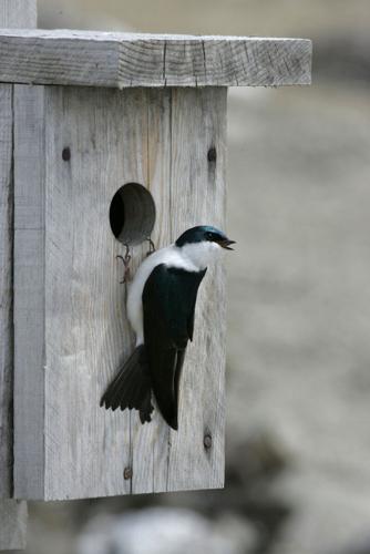 Nesting boxes attract birds to protect your orchards