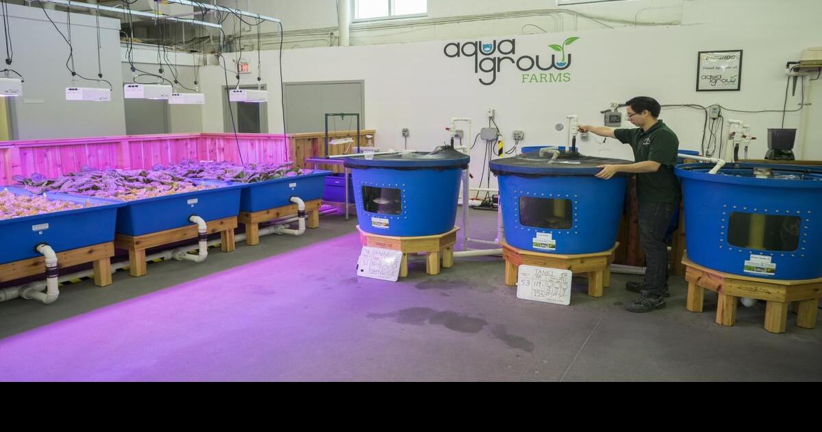 Urban fish farm helps fight hunger in Mississauga