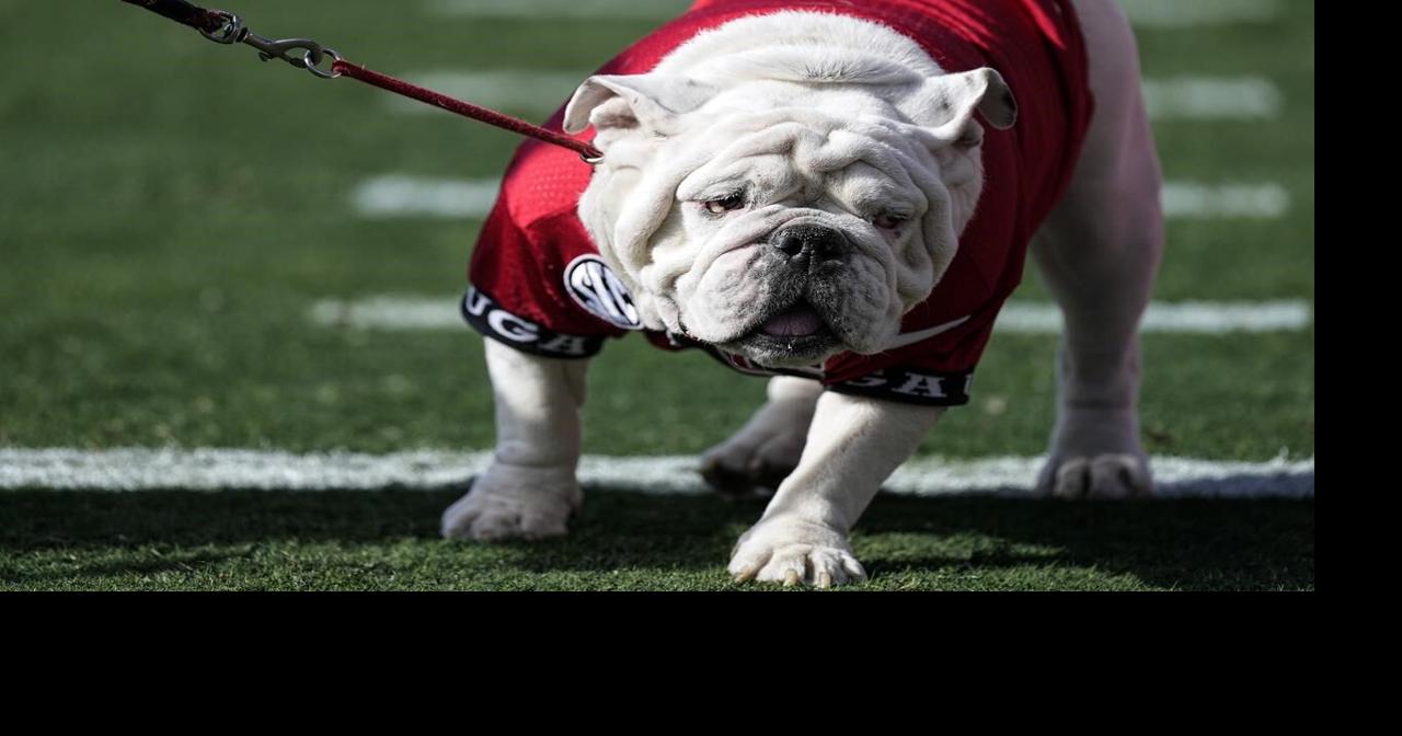 Georgia unveils English bulldog puppy Boom as new Uga mascot