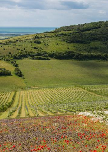 Wine in England? Yes, they make it in Sussex and Kent