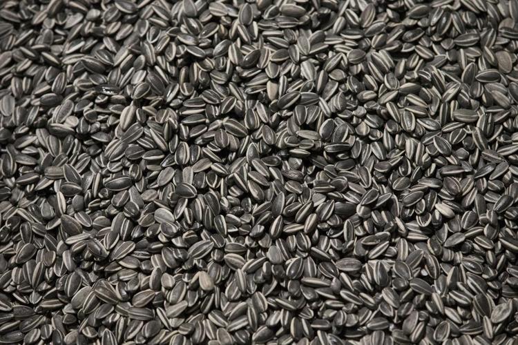 Ai Weiwei’s sunflower seeds in new Gardiner Museum exhibit imply power ...