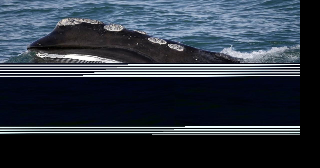 Tracing fishing gear to protect North Atlantic right whales is positive ...