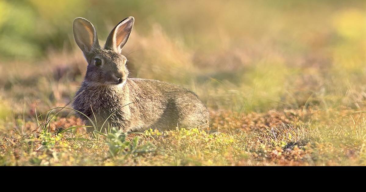 Deadly rabbit disease returns to Vancouver Island for second year ...