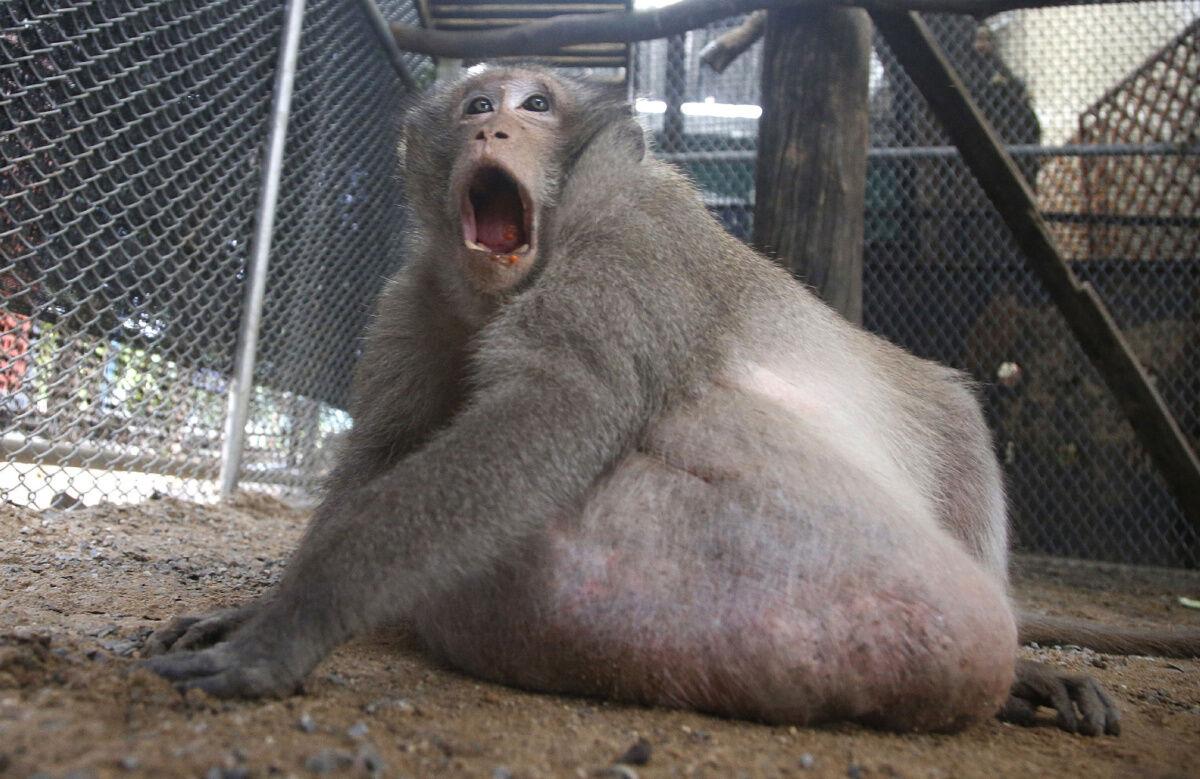 Obese monkey in Thailand put on diet after eating junk food left behind ...