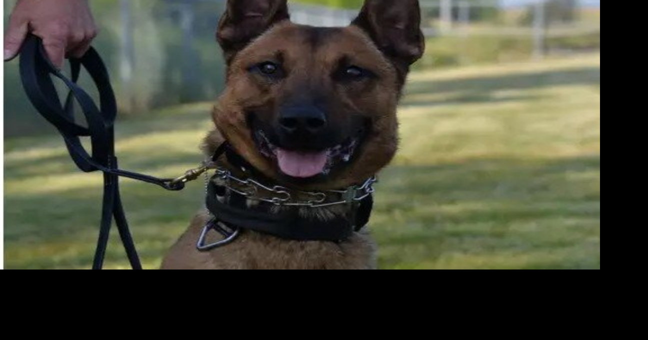 Peel police mourn death of beloved police dog Kylo