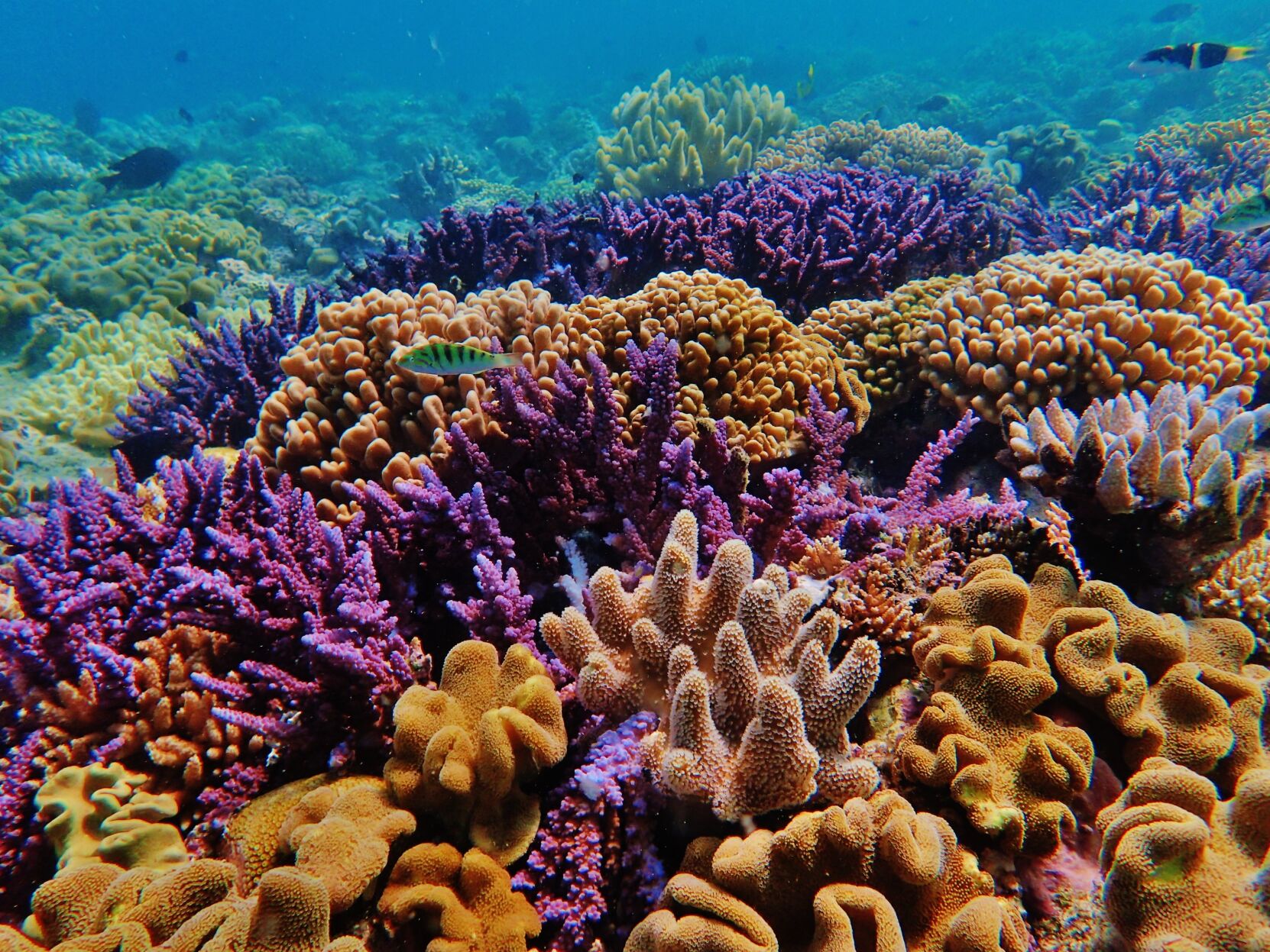 Reef relief: How coral comes back from bleaching