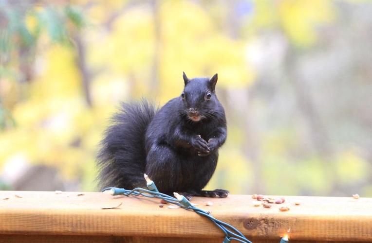 blue jay fighting squirrel