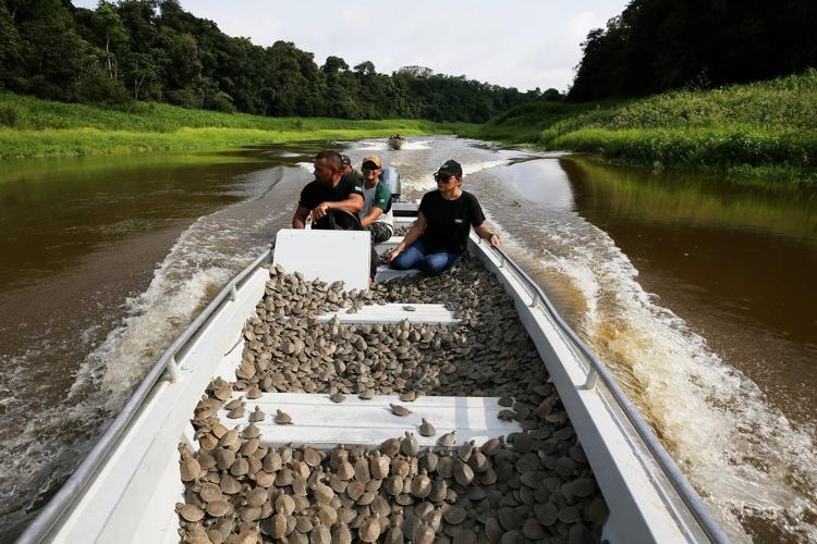 Photos show release of giant Amazon river turtle hatchlings in key ...