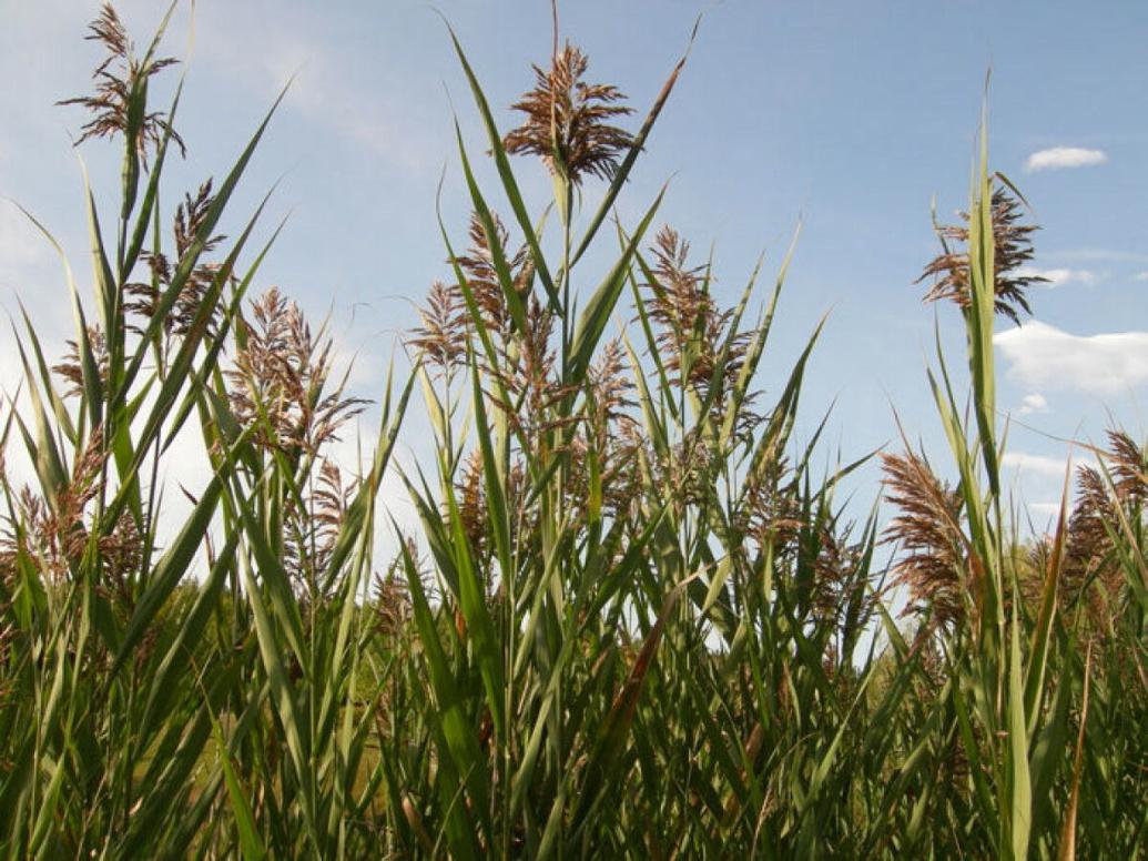 Ontario invasive species and what to do if you see them