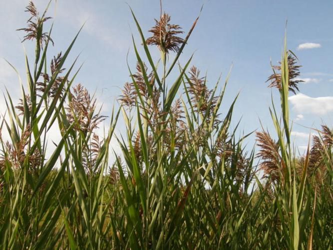 Ontario invasive species and what to do if you see them