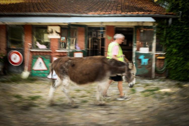 Patients find help with therapy donkeys at psychiatric hospital near Paris