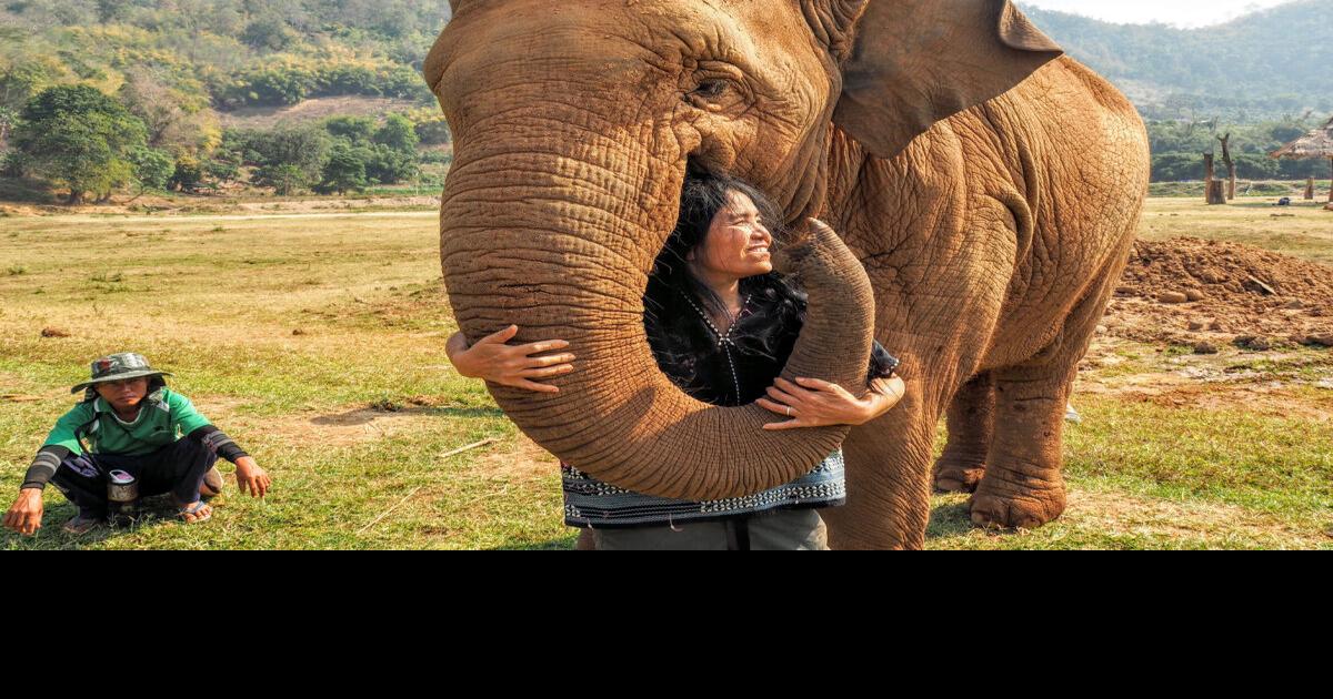 Elephant sanctuary offers intimate elephantine experience