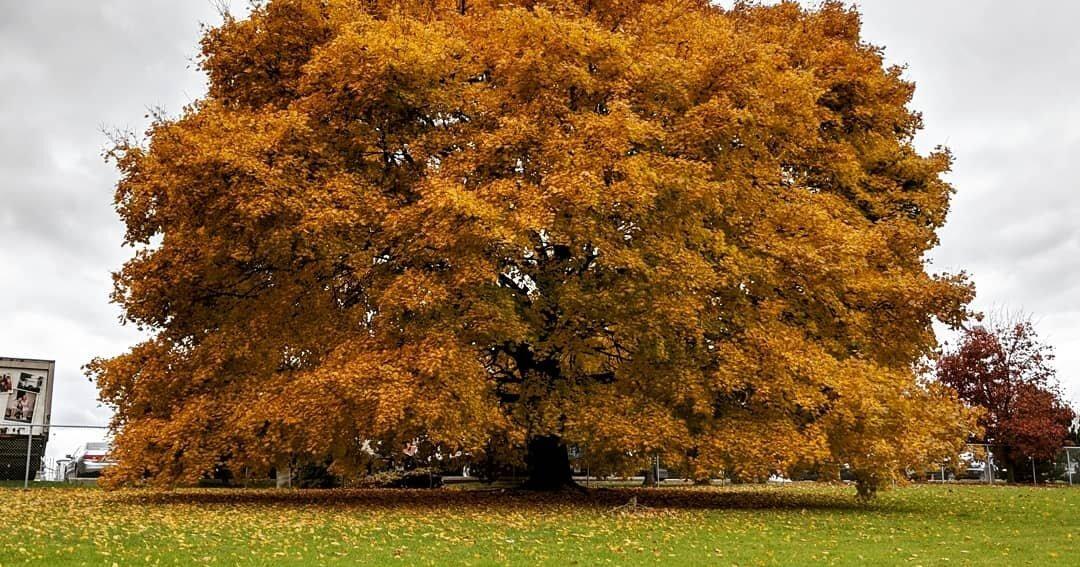 Old, majestic Norway maple near Toronto’s Don River has a dark side