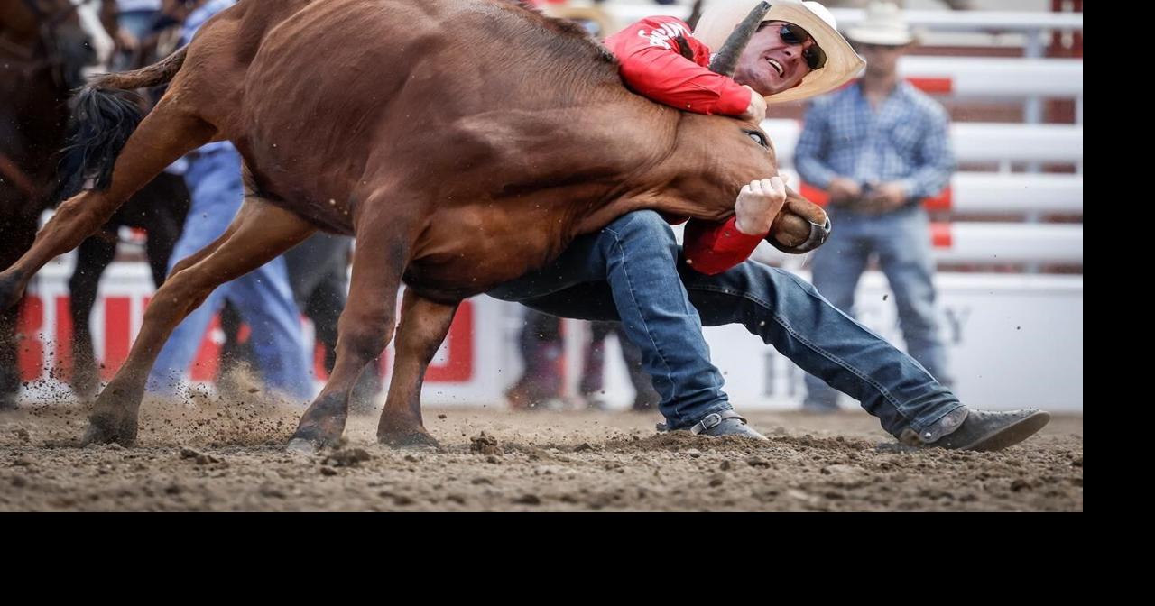 Steer, two horses euthanized at Calgary Stampede rodeo competition