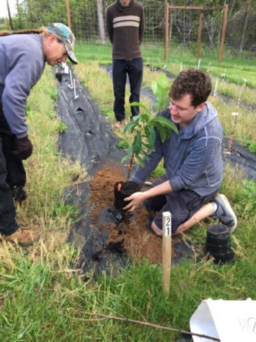 Science finds a way to bring back the American chestnut tree