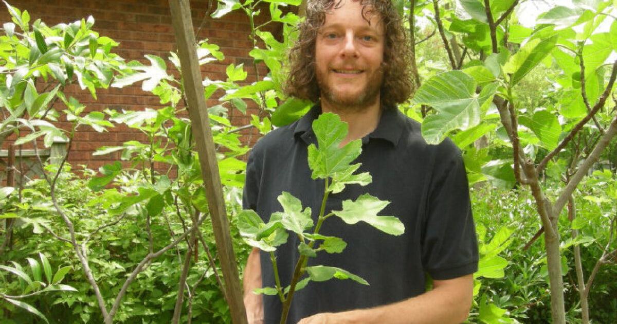 Yes, you can grow figs in Ontario and it’s not that hard