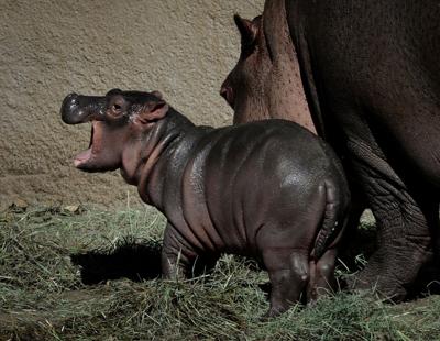 Zoo Shows Off New Baby Hippo