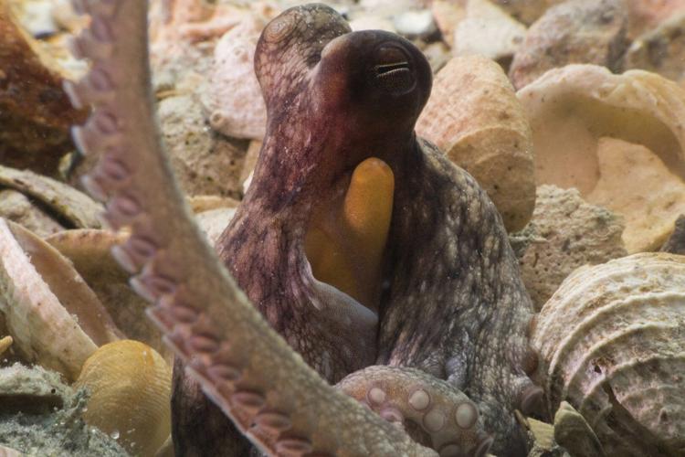 How to use 8 arms? Octopuses tend to explore with their front limbs
