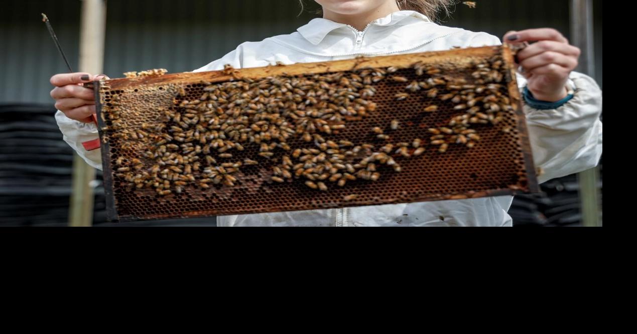 Bees keep Canadian ski jumper Abigail Strate busy in summer