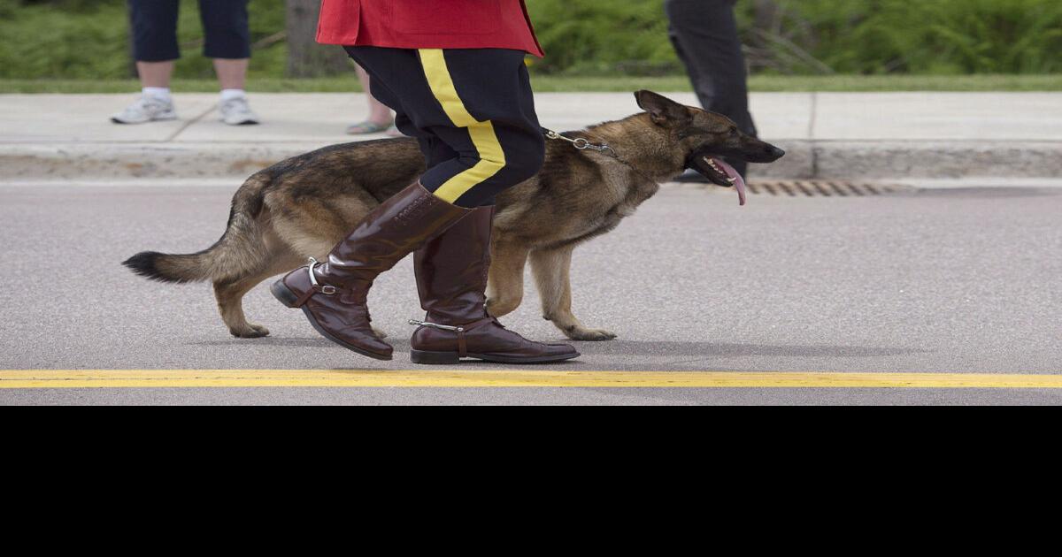 Danny the RCMP dog will return to work following partner’s death