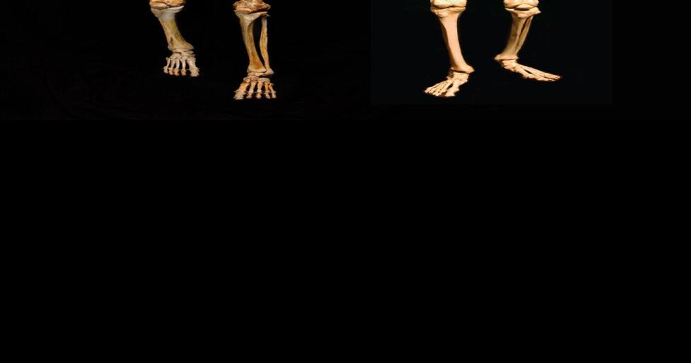 Neanderthal genetic landscape reveals key differences with humans