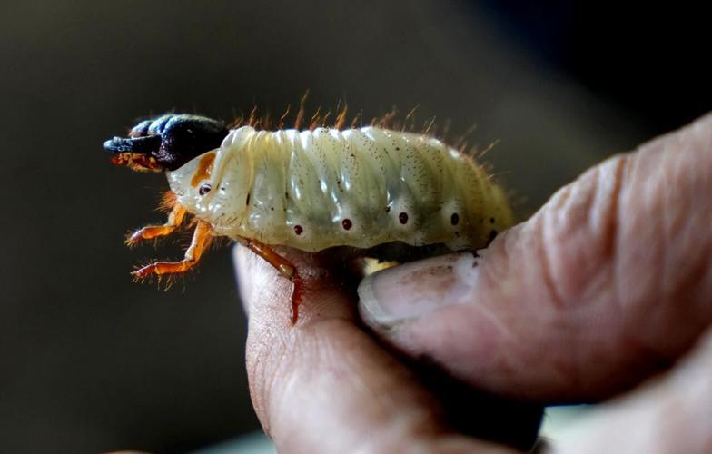 Hard-working Colombian beetles clean garbage, retire as pets