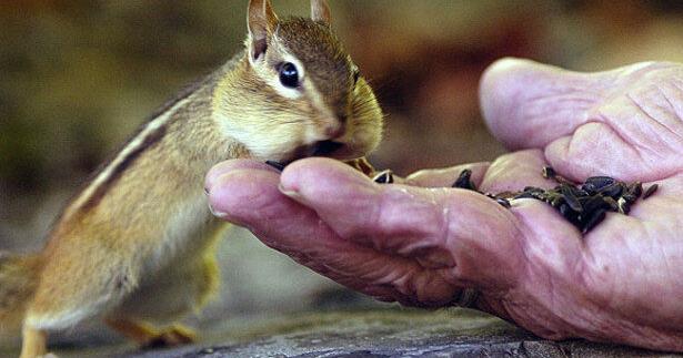 The sights and sounds of spring