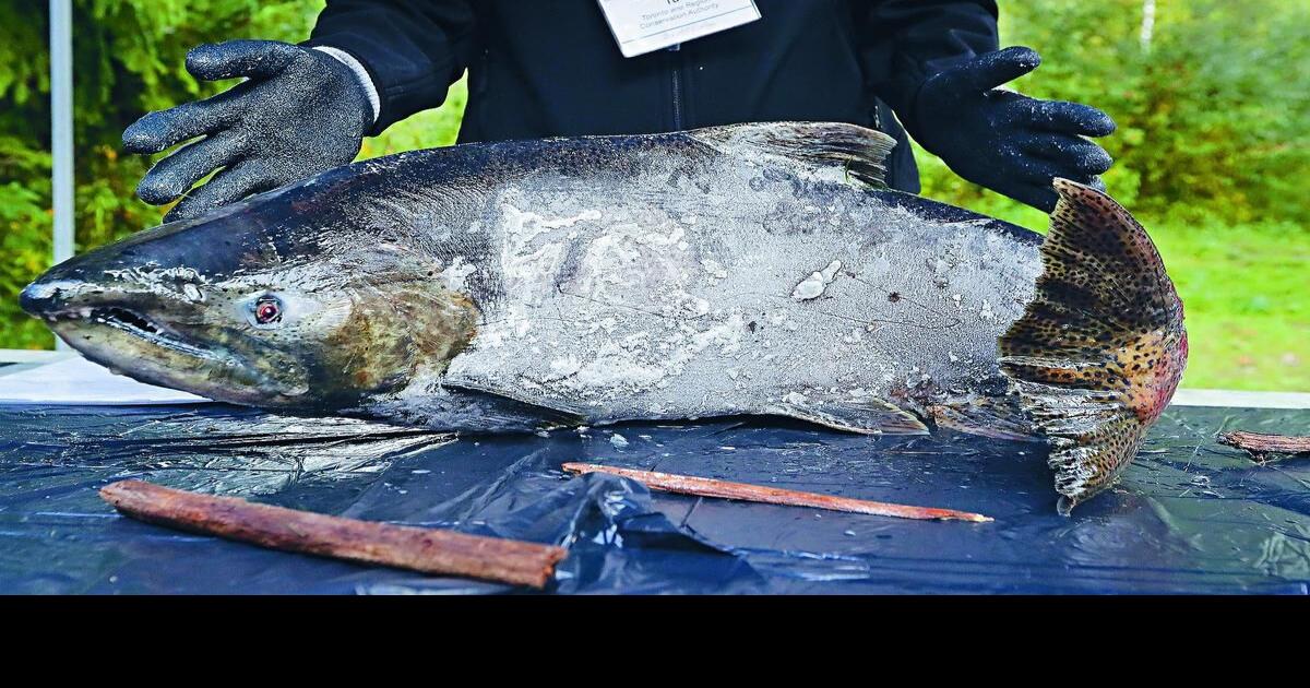 Virus impacting farmed Atlantic salmon may also be making Chinook ...