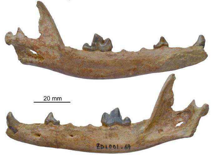 Why a 5-million-year-old Arctic fox fossil was found in the Himalayas
