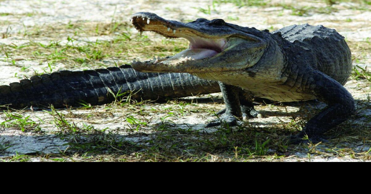 Alligators feast on human remains in Florida Everglades: Police
