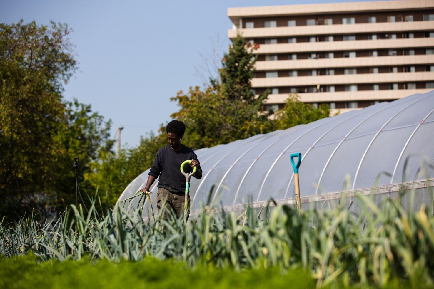 This Toronto’s urban farm’s next step? A new cooking hub