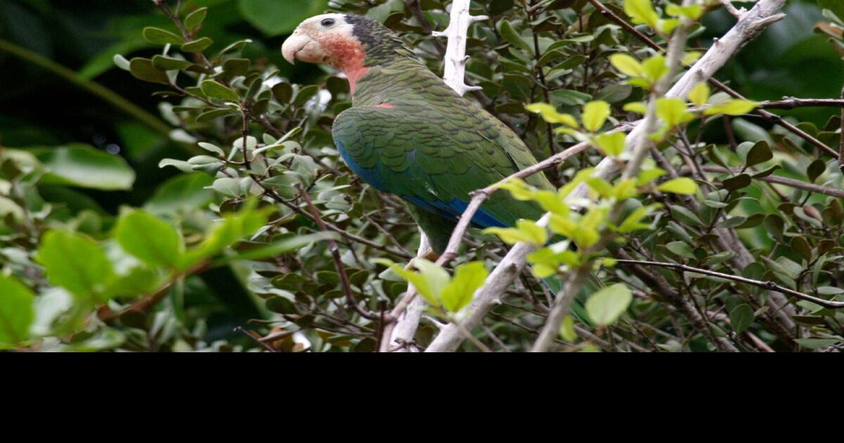Bahamas, parrots, Abaco, eco-tourism