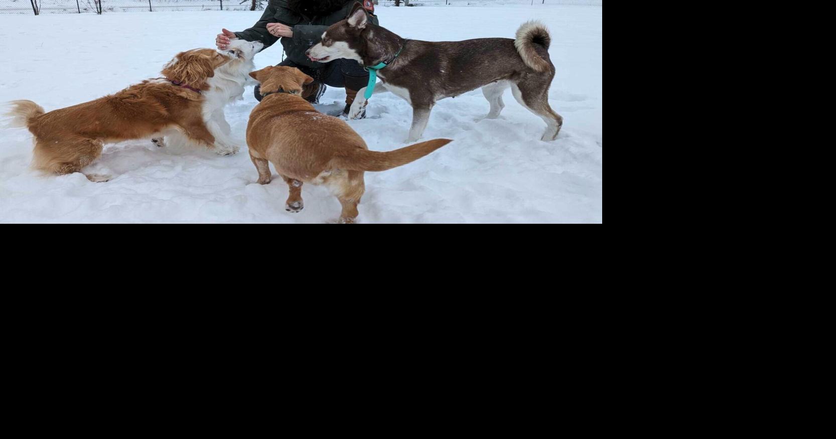 Photographer honours bond between Toronto dogs and humans