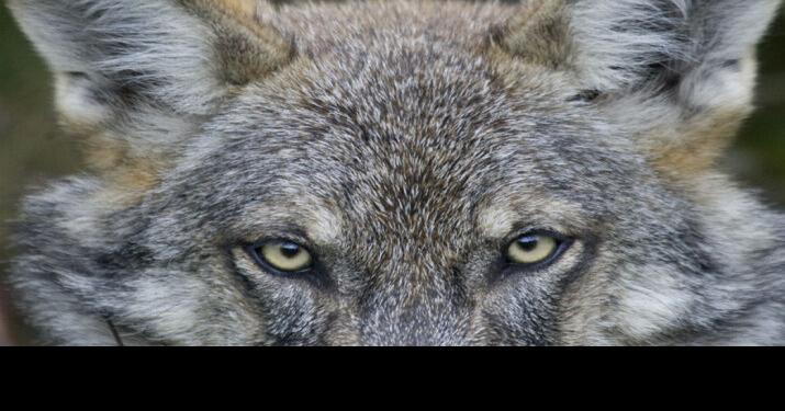 Dog owners should stop crying wolf