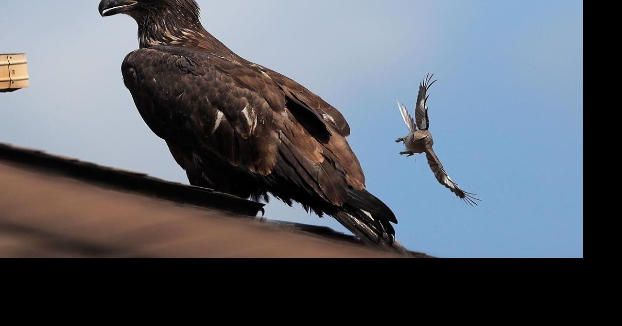 Bald eaglet back in air after 2 weeks in wildlife hospital