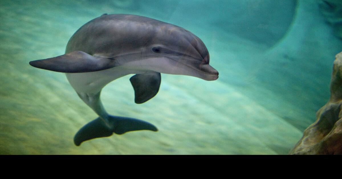 Dolphin bites girl at SeaWorld