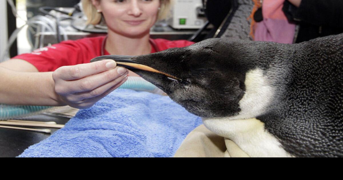 Hume: Animal celebrities and the disappearance of species